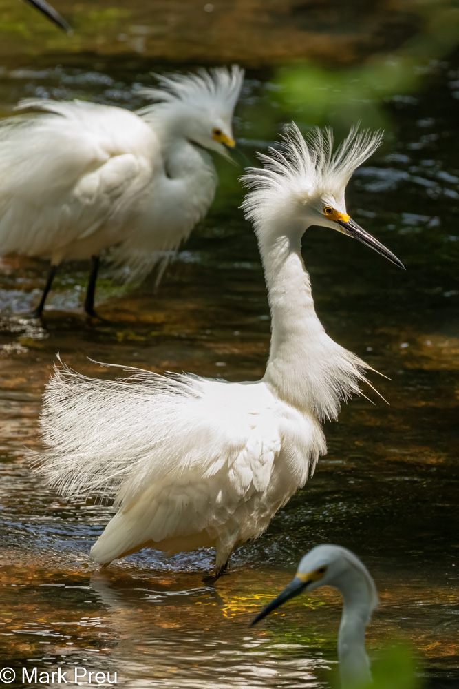 Some Favorite Nature Shots from 2024 – Preu Photography