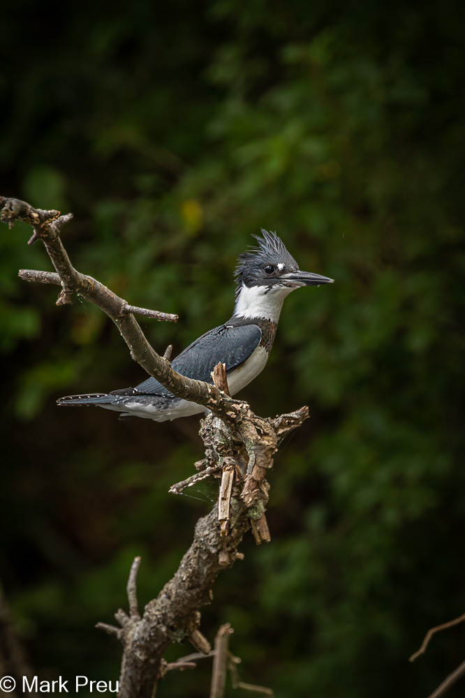 Some Favorite Nature Shots from 2024 – Preu Photography